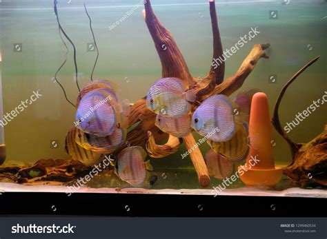 Image result for Discus Fish School
