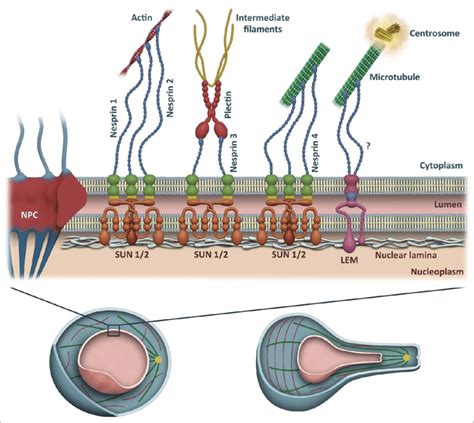 Image result for Nuclear Envelope Localization