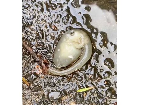 Image result for Alien Animals Found