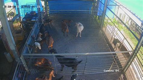 Image result for Sheep Reprogramming