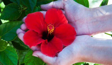 Image result for Hibiscus Flower Dissection