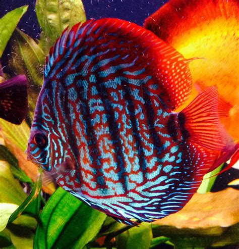 Image result for Rare Discus Fish