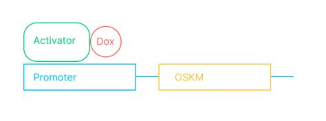 Image result for Partial Reprogramming