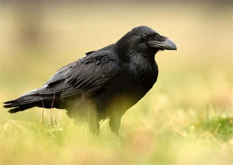 Image result for Ravens Behavior