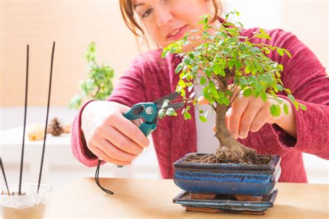 Image result for Creating Bonsia Tree