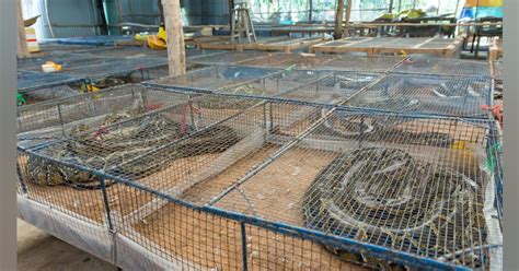 Image result for Python Snakes Diet