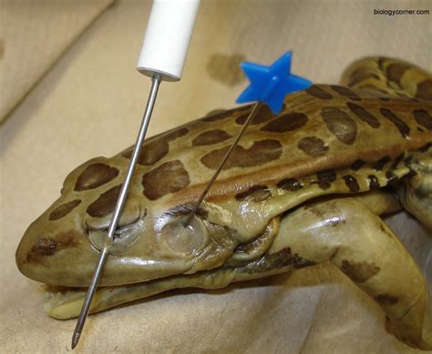Image result for Dead Frog Dissection