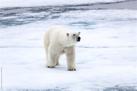 Image result for Arctic Python