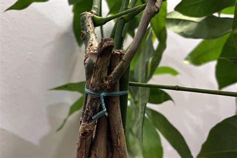 Image result for How to Braid a Money Tree