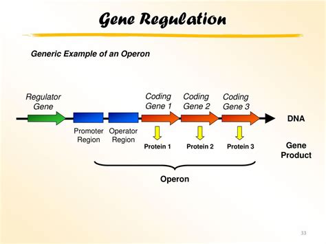 Image result for Operon Theory