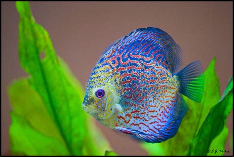 Image result for Peppered Discus