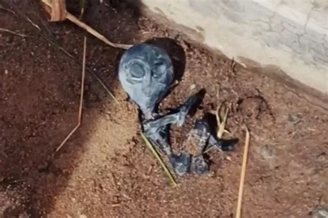 Image result for Alien Found Alive