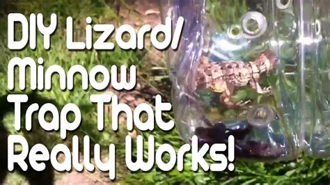 Image result for Easy Homemade Lizard Traps