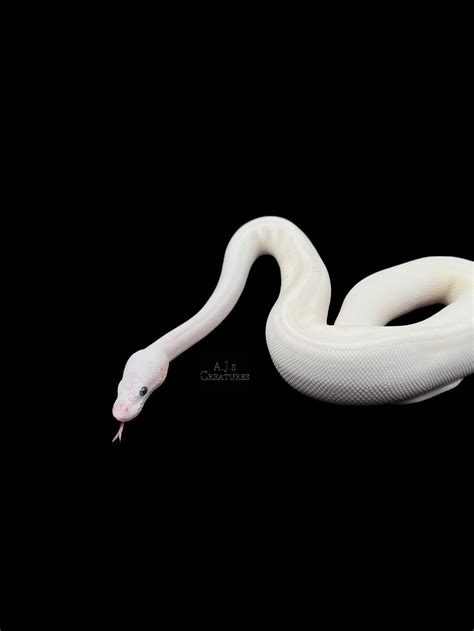 Image result for Blue Eyed Lucy Ball Python