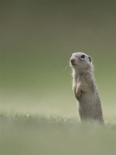 Image result for Sisel Silver