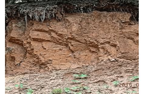 Image result for Humus Soil Layer