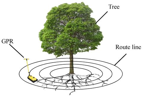 Image result for Tree Root Direction