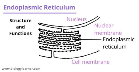 Image result for Endoplasmic Reticulum Function