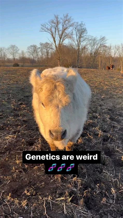 Image result for Types of Goats