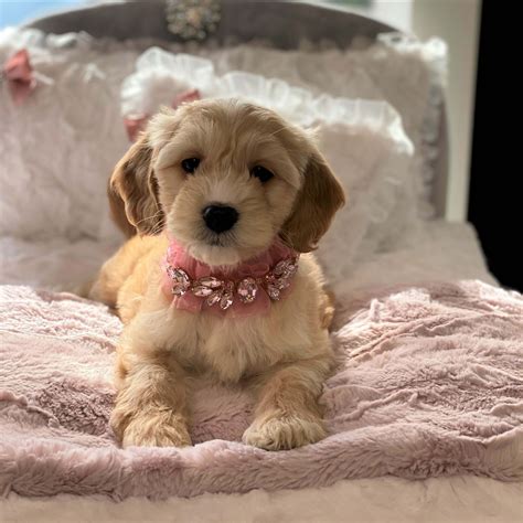 Image result for Cockapoo Caring