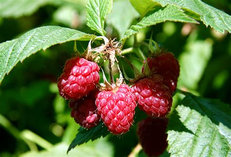 Image result for How to Plant Raspberry