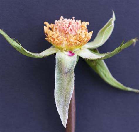 Image result for Hibiscus Flower Dissection