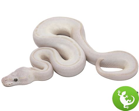 Image result for Blue Eyed Lucy Ball Python