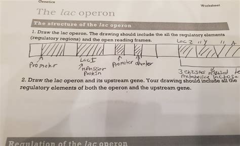 Image result for Lac Operon Worksheet