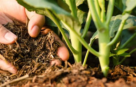 Image result for Humus Science