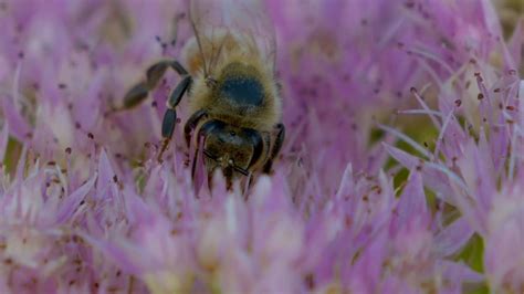 Image result for Bees While Pollinating