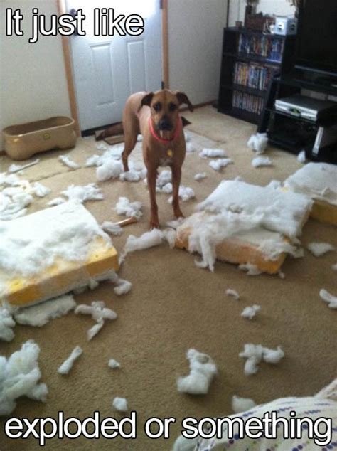 Image result for Exploding Dogs Just for Laughs