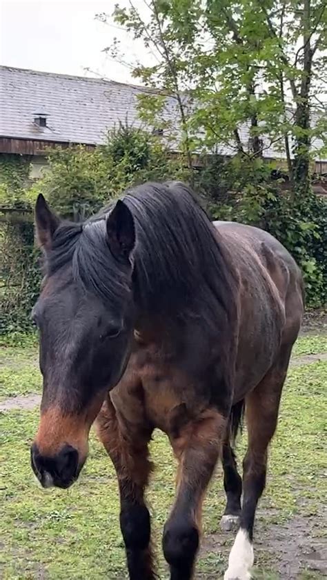 Image result for Course de Chevaux en Direct