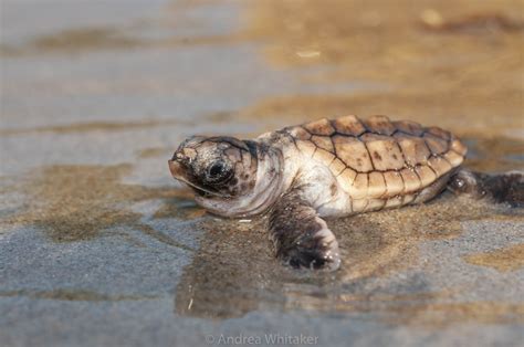 Sea Turtle Hatchlings - Follow The Fro Photography