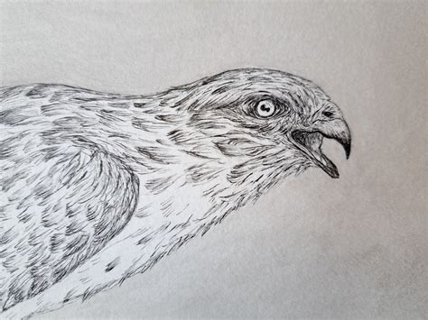 Image result for Blue Hawk Drawing