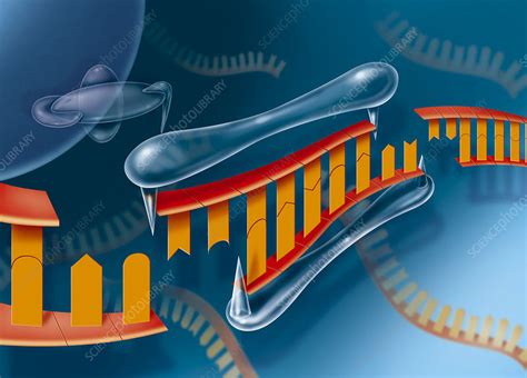 Image result for RNA Interference