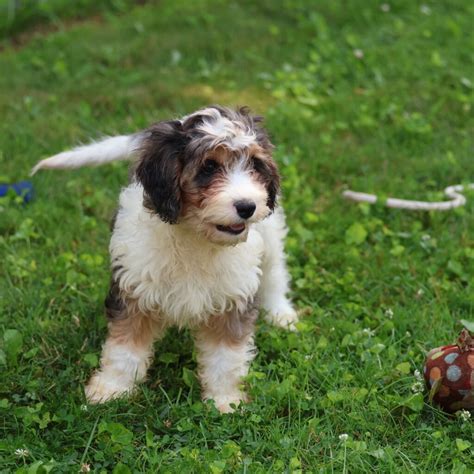 Image result for Mini Cavapoo Puppies
