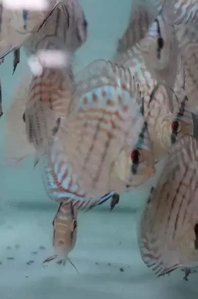 Image result for Discus Colors