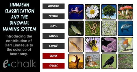 Image result for Linnaeus Classification