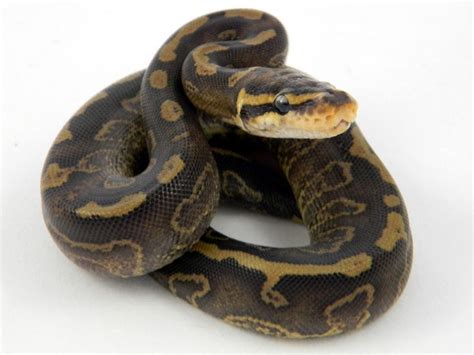 Image result for Dark Python Snake