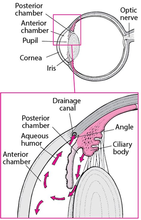 Image result for Aqueous Humor Eye Function
