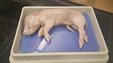Image result for Fetal Pig Dissection Tutorial