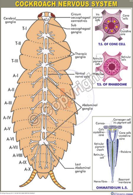 Image result for Cockroach Nervous System