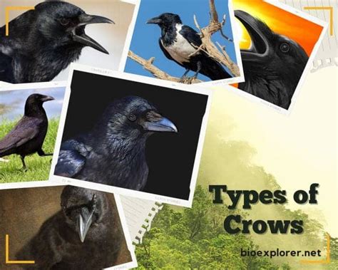Image result for Different Crows