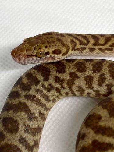 Image result for Stimson's Python