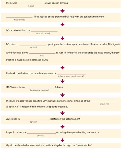 Image result for Flowchart of Excitation Contraction Coupling