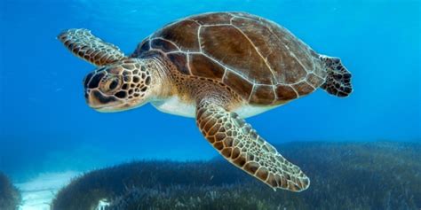 Image result for Sea Turtle Reproduction