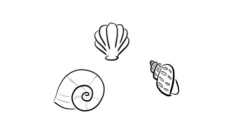 Image result for Seashell Shape Drawing Basic