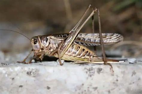 Image result for Cricket Insect Communication