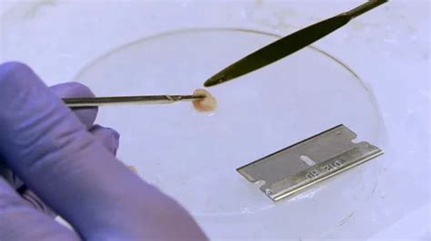 Image result for Mice Brain Dissection