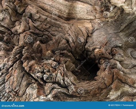 Image result for Tree Root Pattern